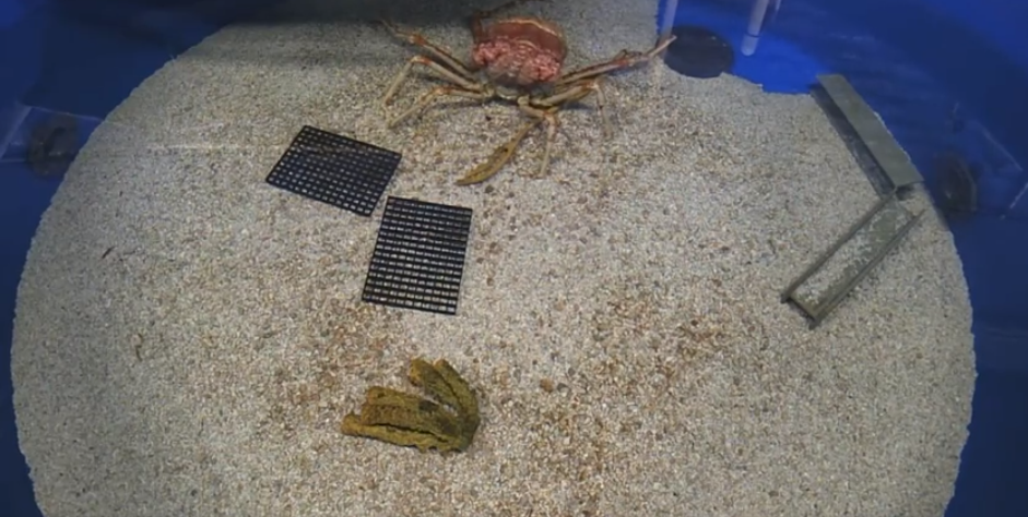 Ndërrimi i guacës së gaforres, në 30 sekonda - Albinfo