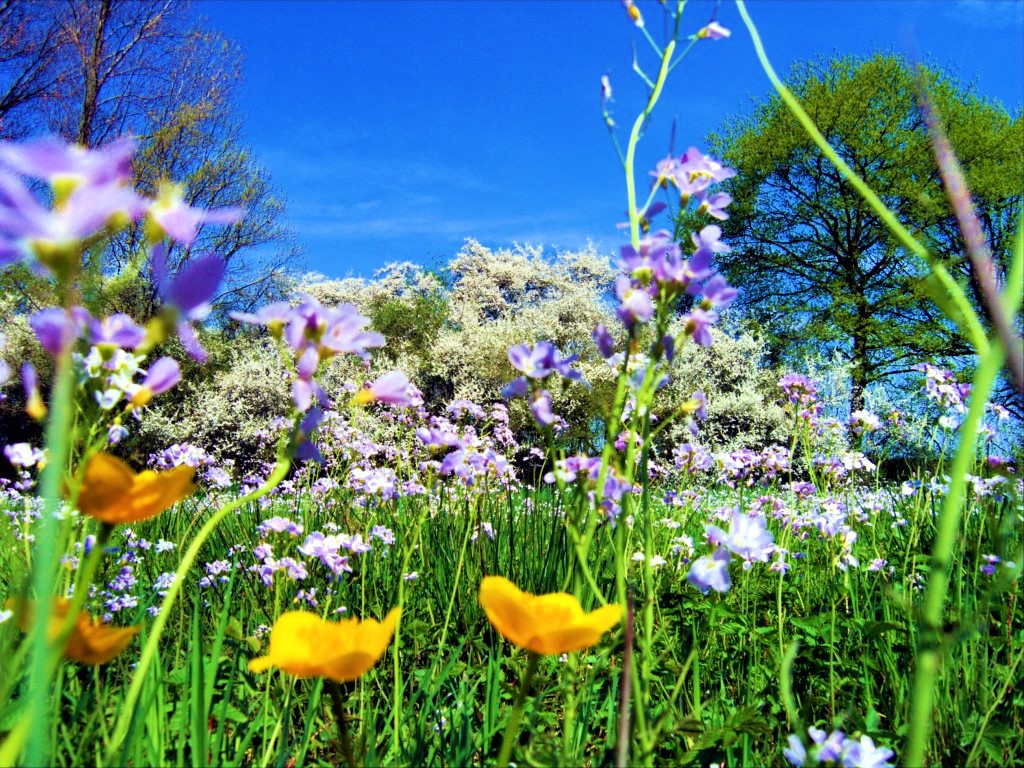 Pranvera e bukur arriti në Kosovë, pavarësisht pandemisë - Albinfo