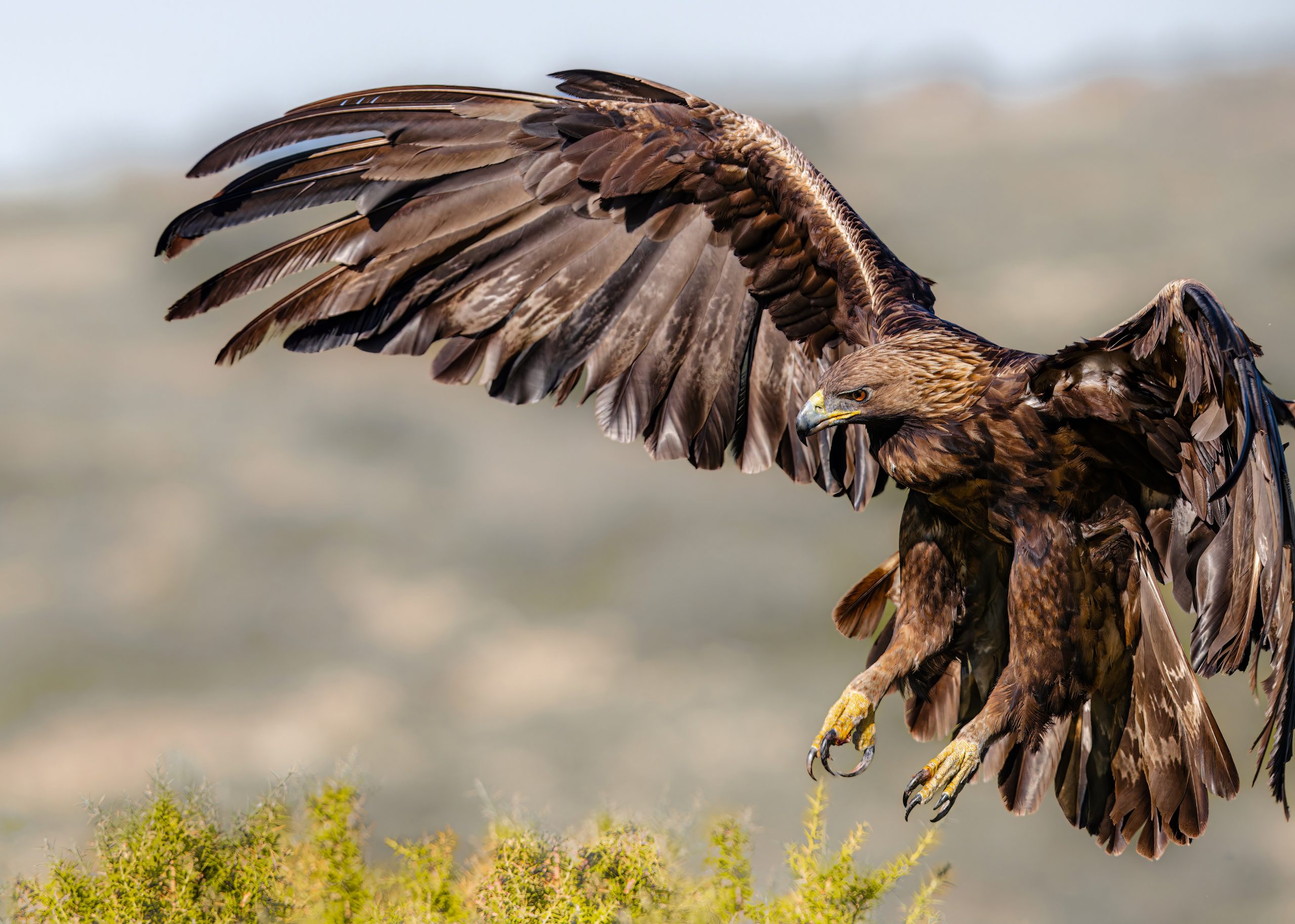 "Shqiponja" e Ruzhdi Ibrahimit, në garë për SPC Photo Award, në Gjenevë - Albinfo
