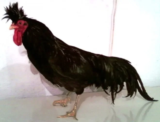 ZDF: Gjeli nga Kosova që për 70 sekonda këndon pa asnjë ndërprerje ...